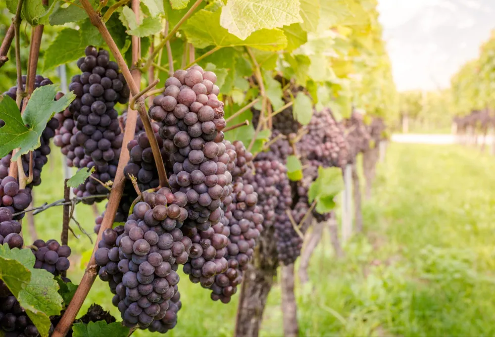 Pinot Grigio Day 2024 | VinoVoss