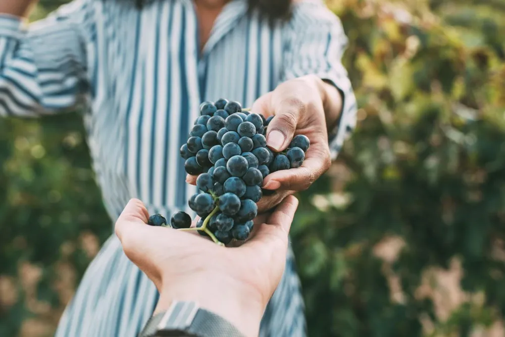Behind the Scenes of Biodynamic, Organic, and Natural Wine Production ...