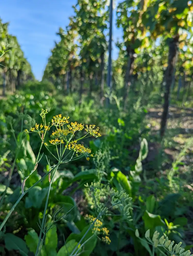 Tackling Vineyard Pest and Diseases: Organic vs. Conventional ...
